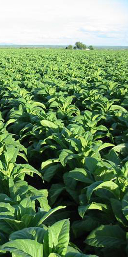 Universal Corporation - OurCompany > Africa > Tobacco Types